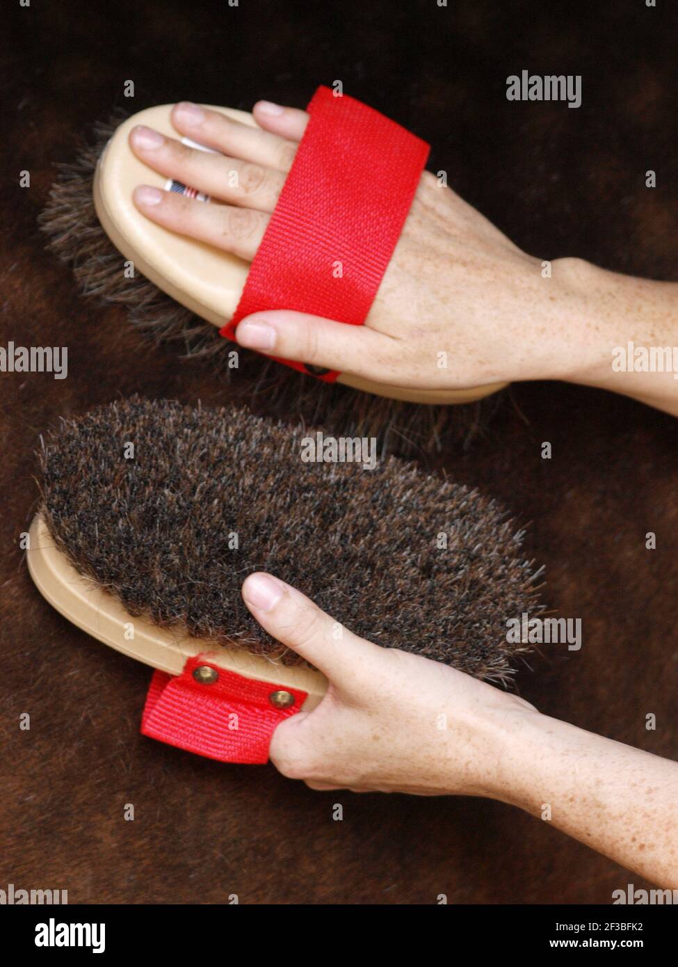 Brushing horse hi-res stock photography and images - Alamy
