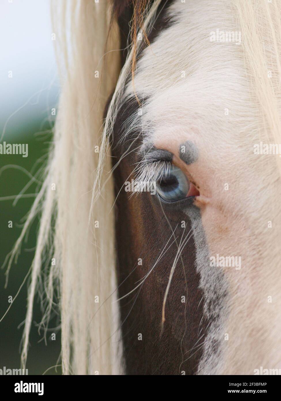 A close up of the side of the face of a pretty pony Stock Photo - Alamy