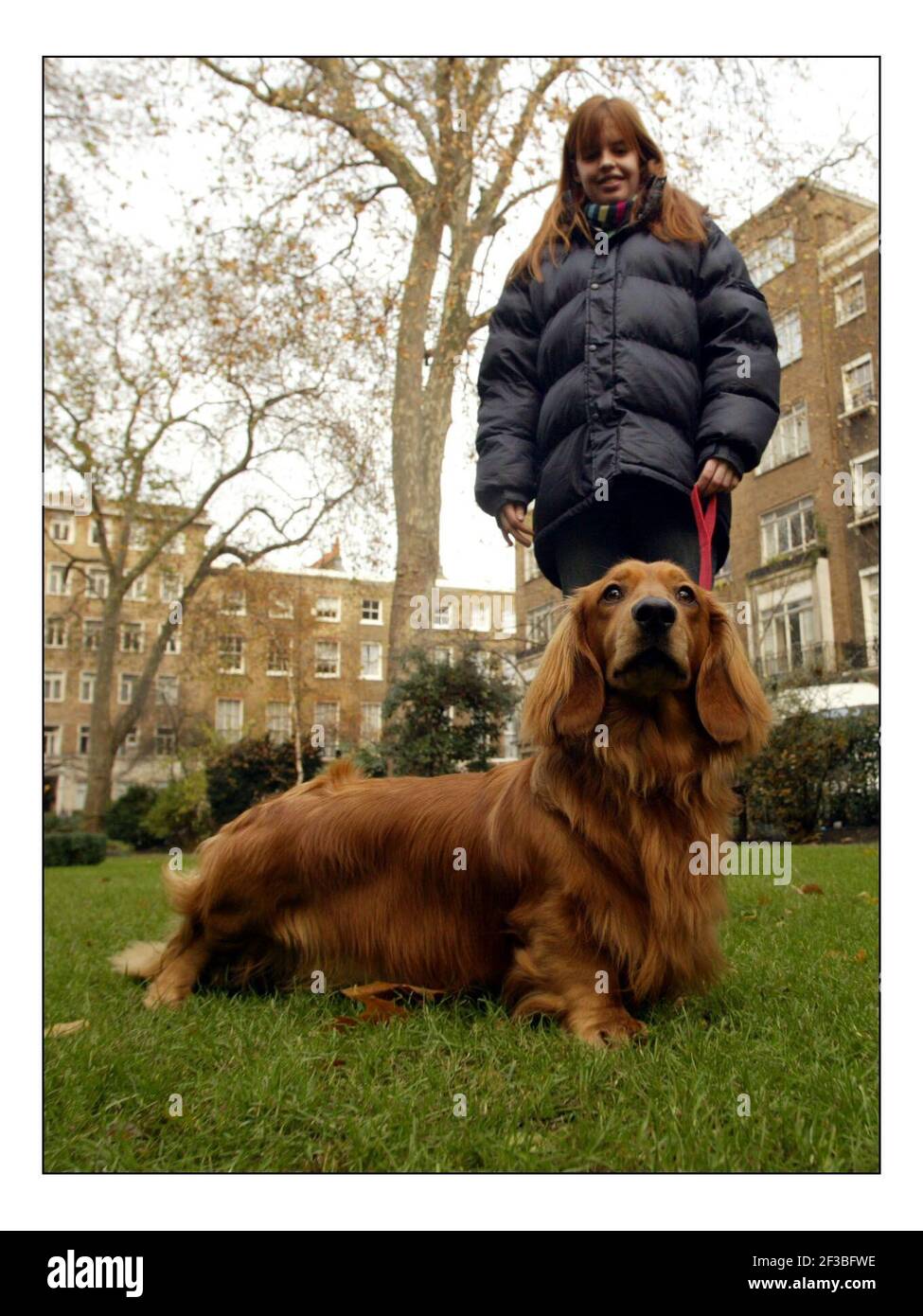 Preparing for the ring Rovi Kelner (dachshund) with handler Chamois ...