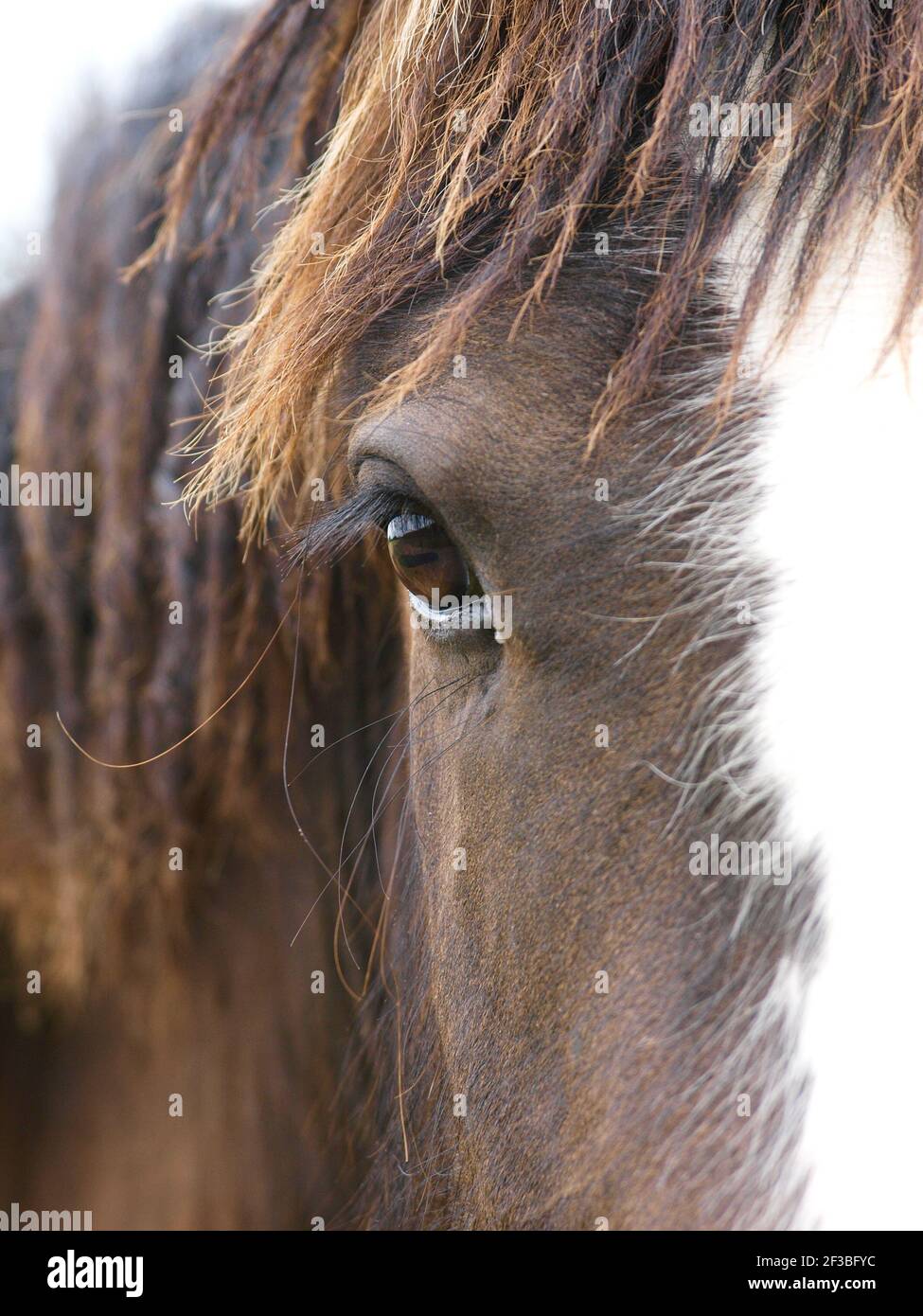Side eye face hi-res stock photography and images - Alamy