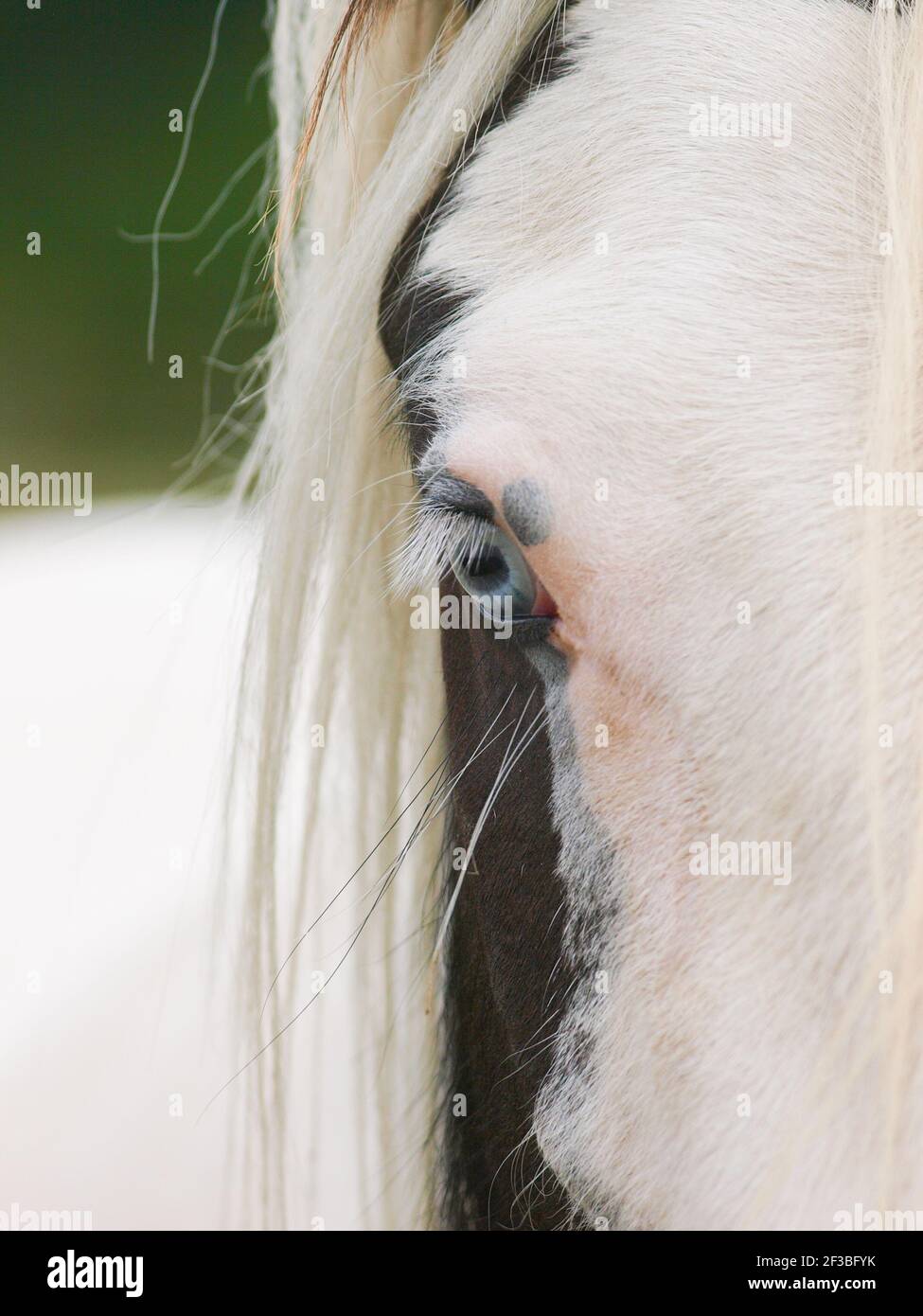 A close up of the side of the face of a pretty pony Stock Photo - Alamy