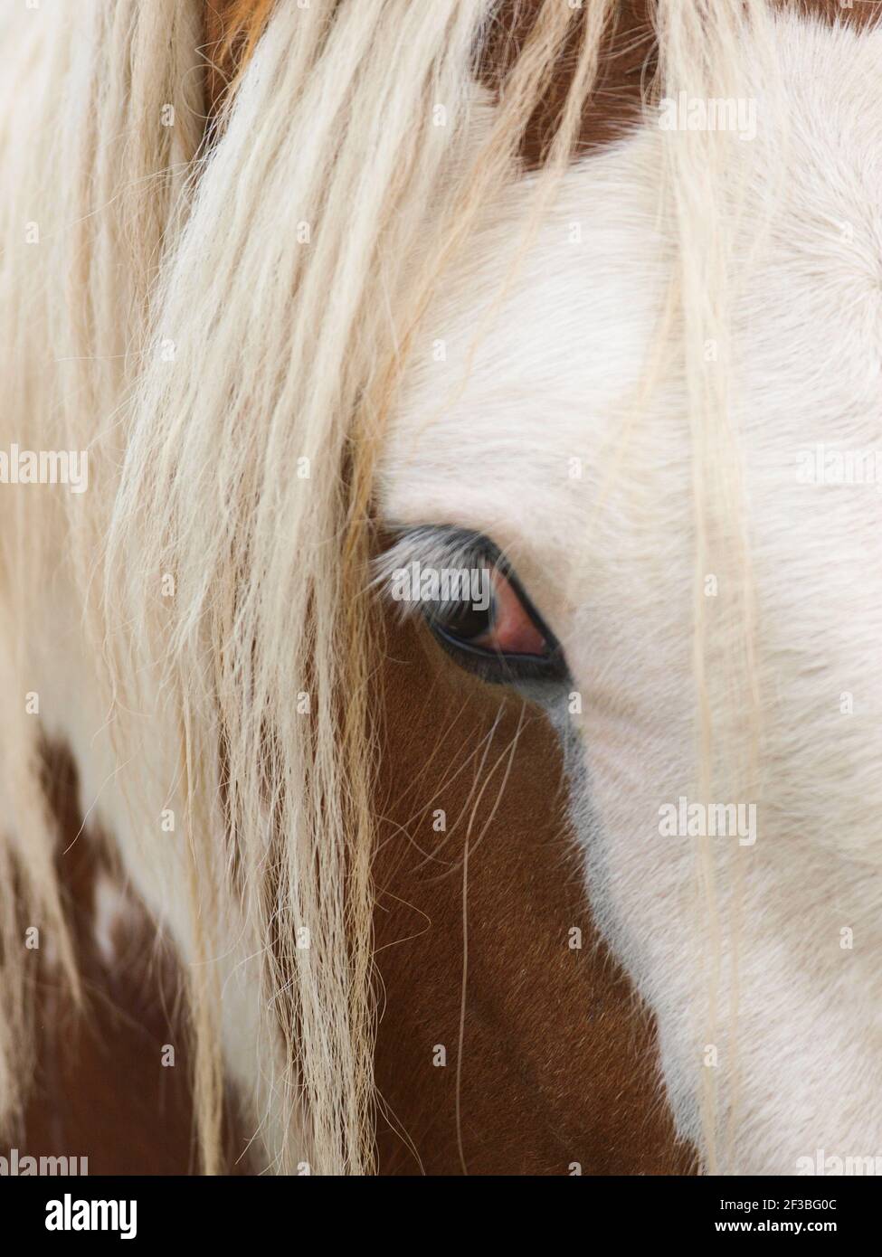 Horses face detail hi-res stock photography and images - Alamy