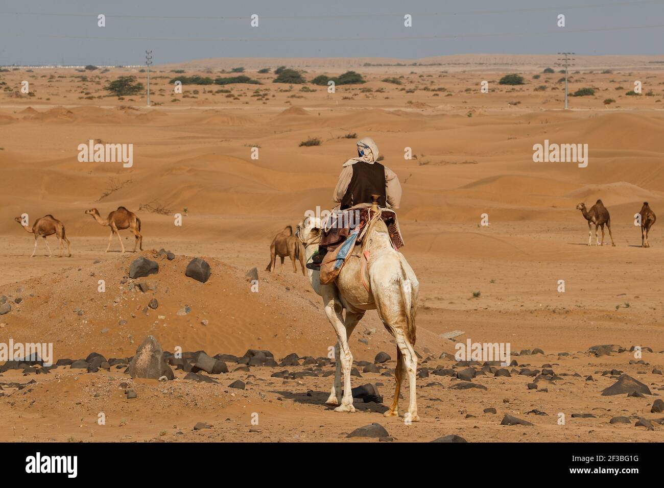 Ambiance, camel during the Dakar 2020's Shakedown around Jeddah, Saudi ...