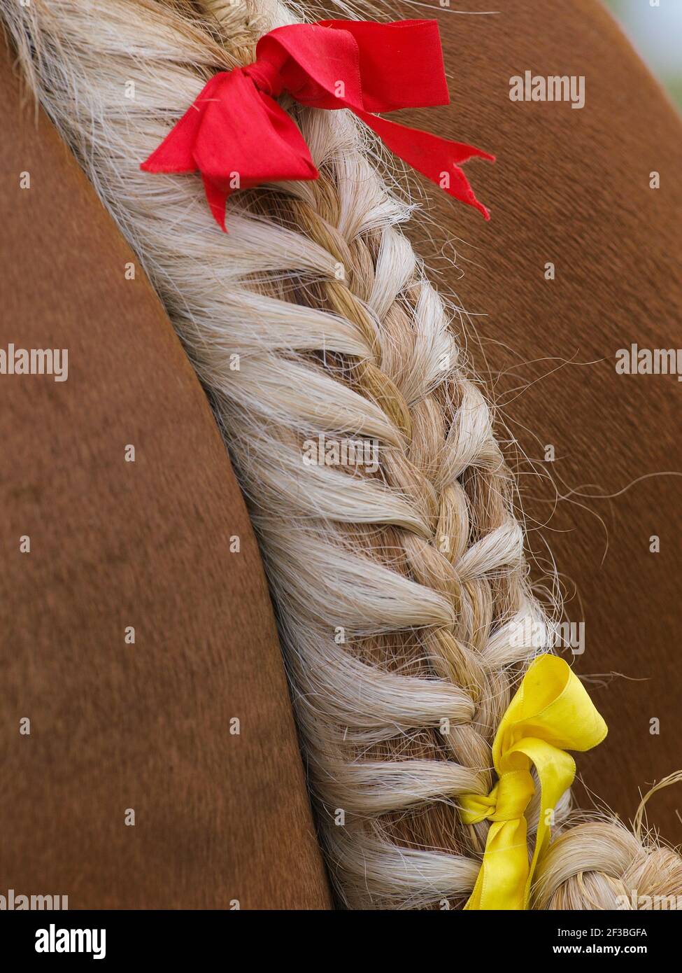 Horse tail braid hi-res stock photography and images - Alamy