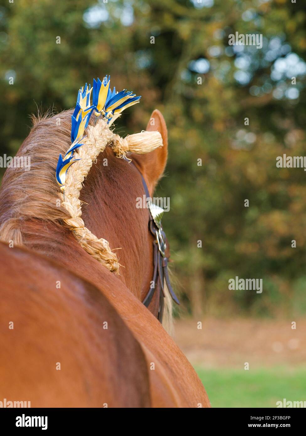 Horse mane braiding hi-res stock photography and images - Alamy