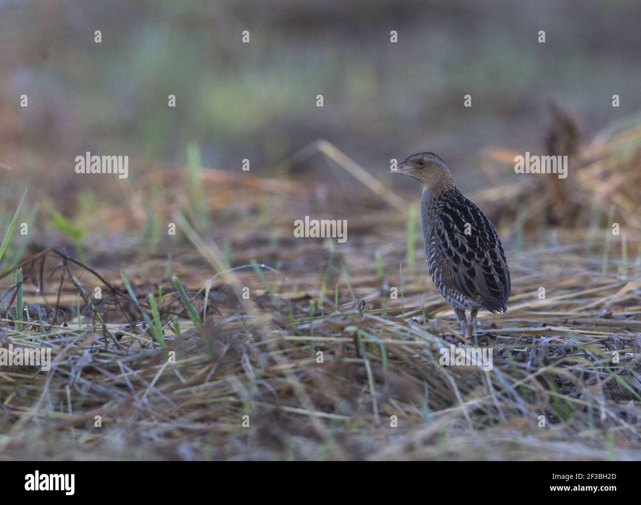 Landrail hi-res stock photography and images - Alamy