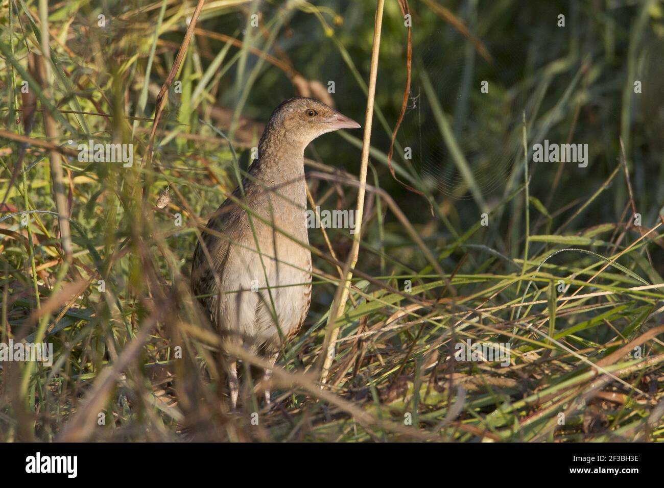 Landrail hi-res stock photography and images - Alamy