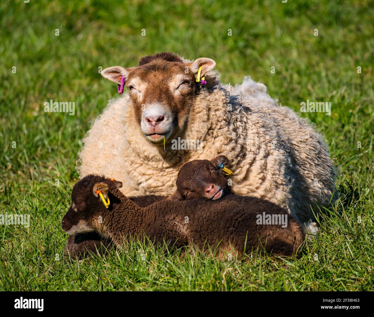 Sheep lying down sheep hi-res stock photography and images - Alamy