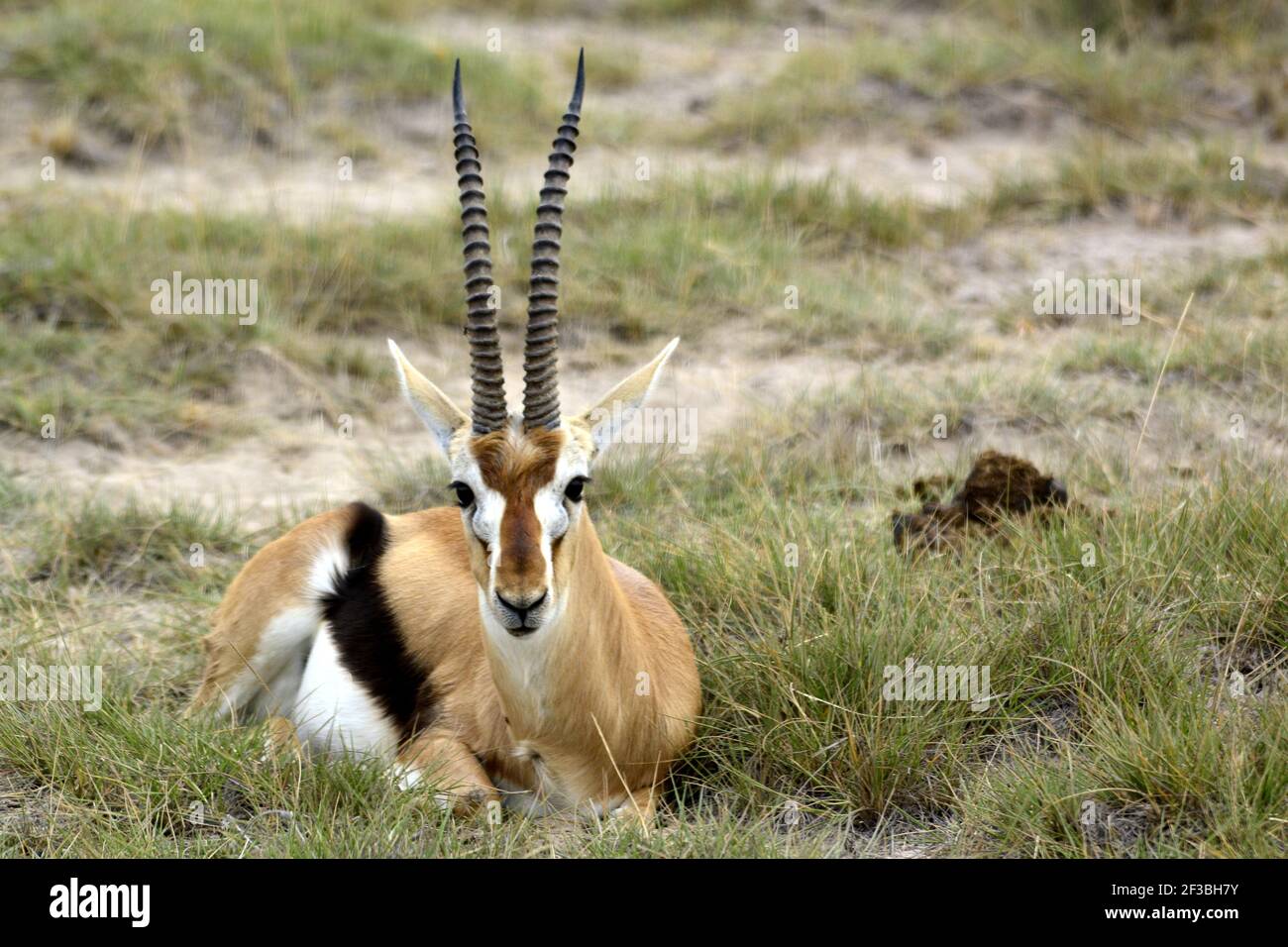 Gazelle amboseli kenya africa hi-res stock photography and images - Alamy