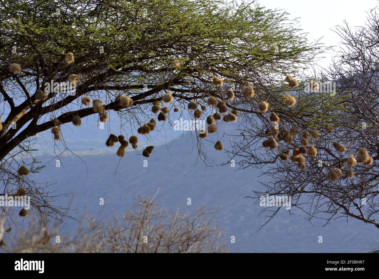 Many nests of the red-billed quelea (Quelea quelea), also known as the ...