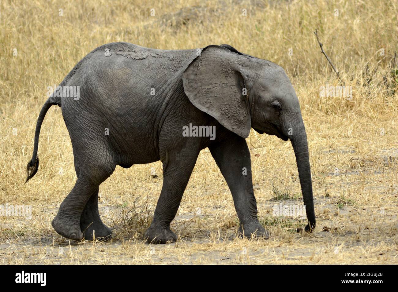 Slon africky hi-res stock photography and images - Alamy