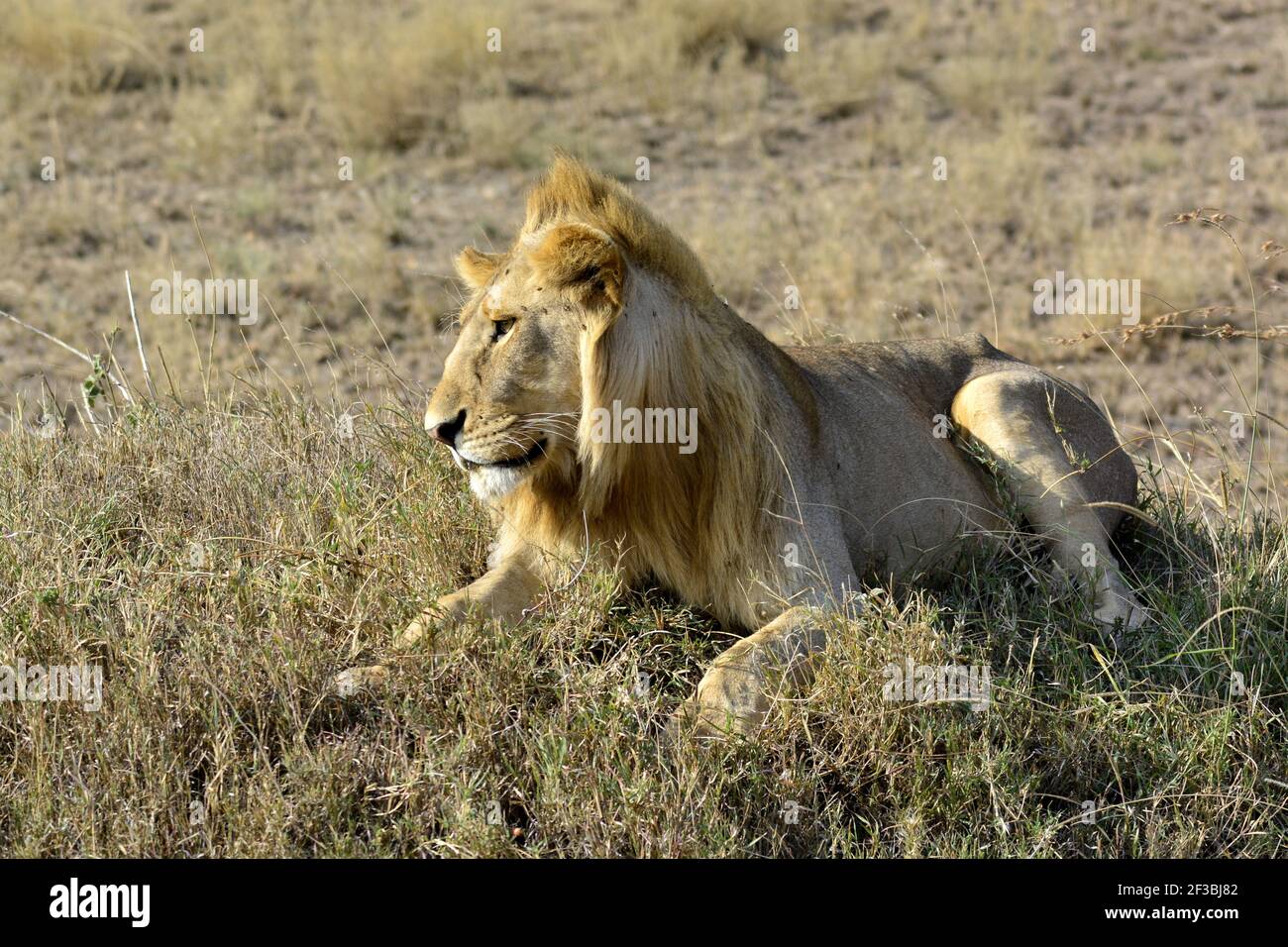 Lion lev hi-res stock photography and images - Alamy