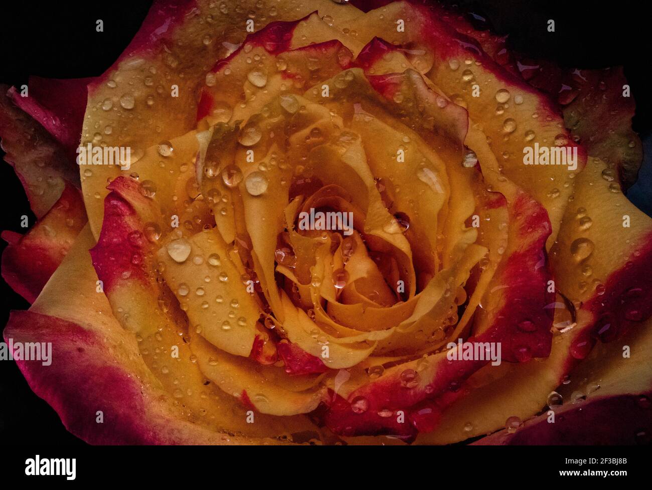 Penny Lane roses. yellow rose isolated on black background Stock Photo ...