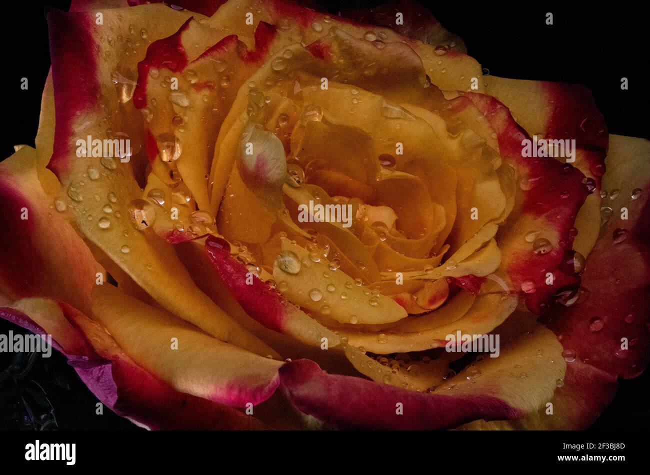 Penny royal flowers hi-res stock photography and images - Alamy