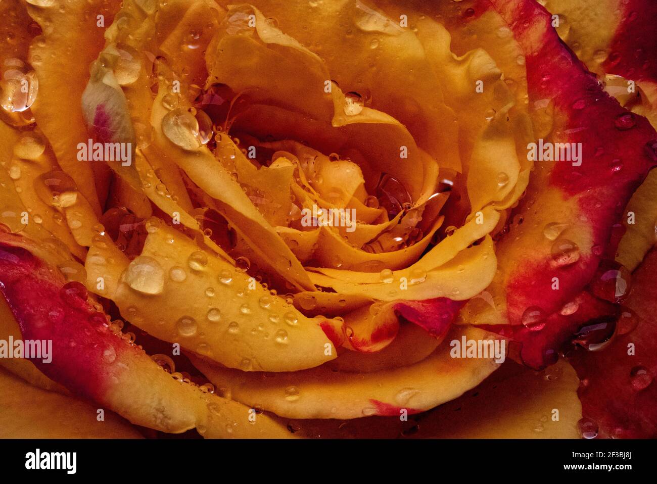 Penny lane hi-res stock photography and images - Alamy