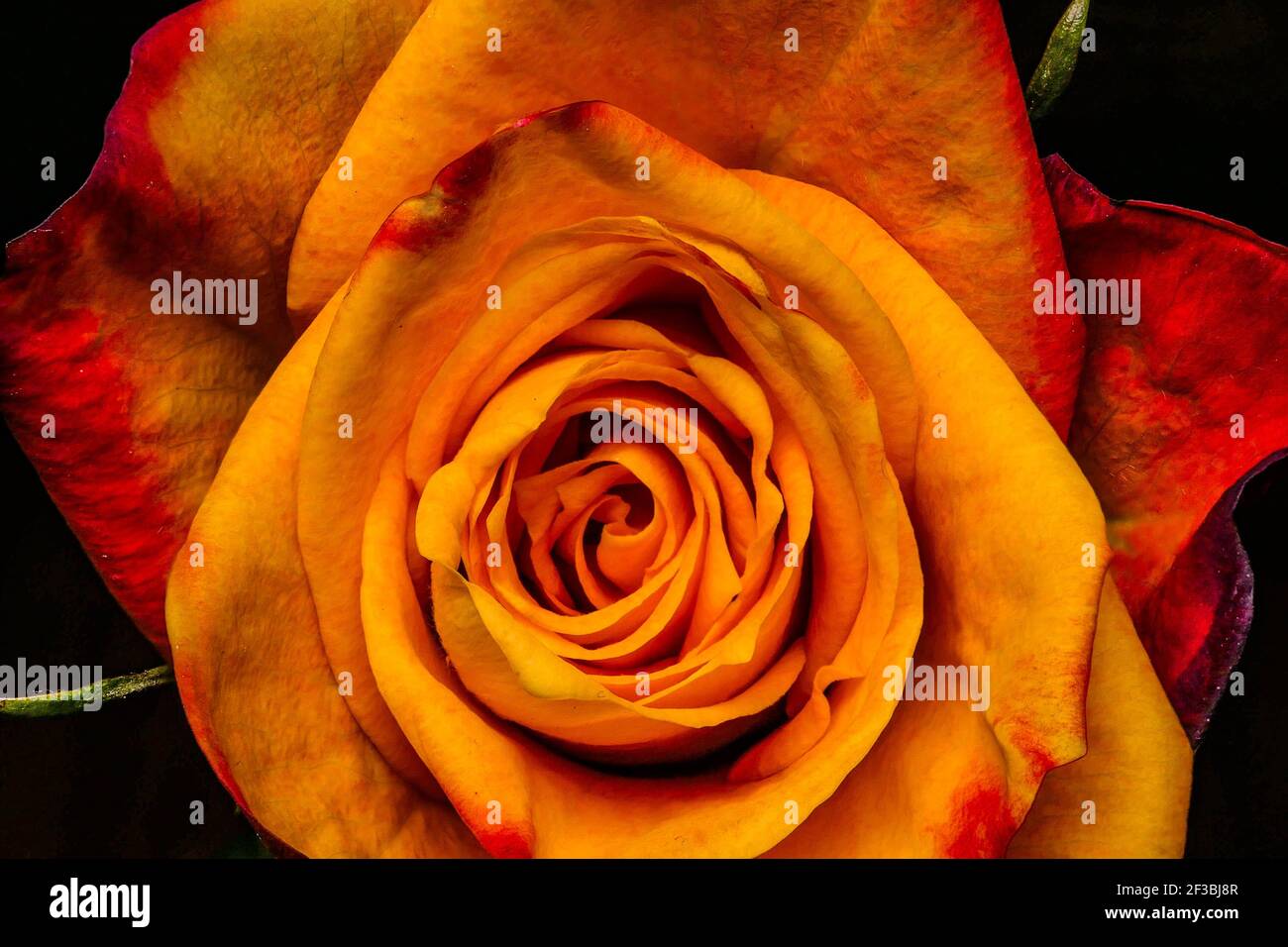 Penny lane flowers hi-res stock photography and images - Alamy