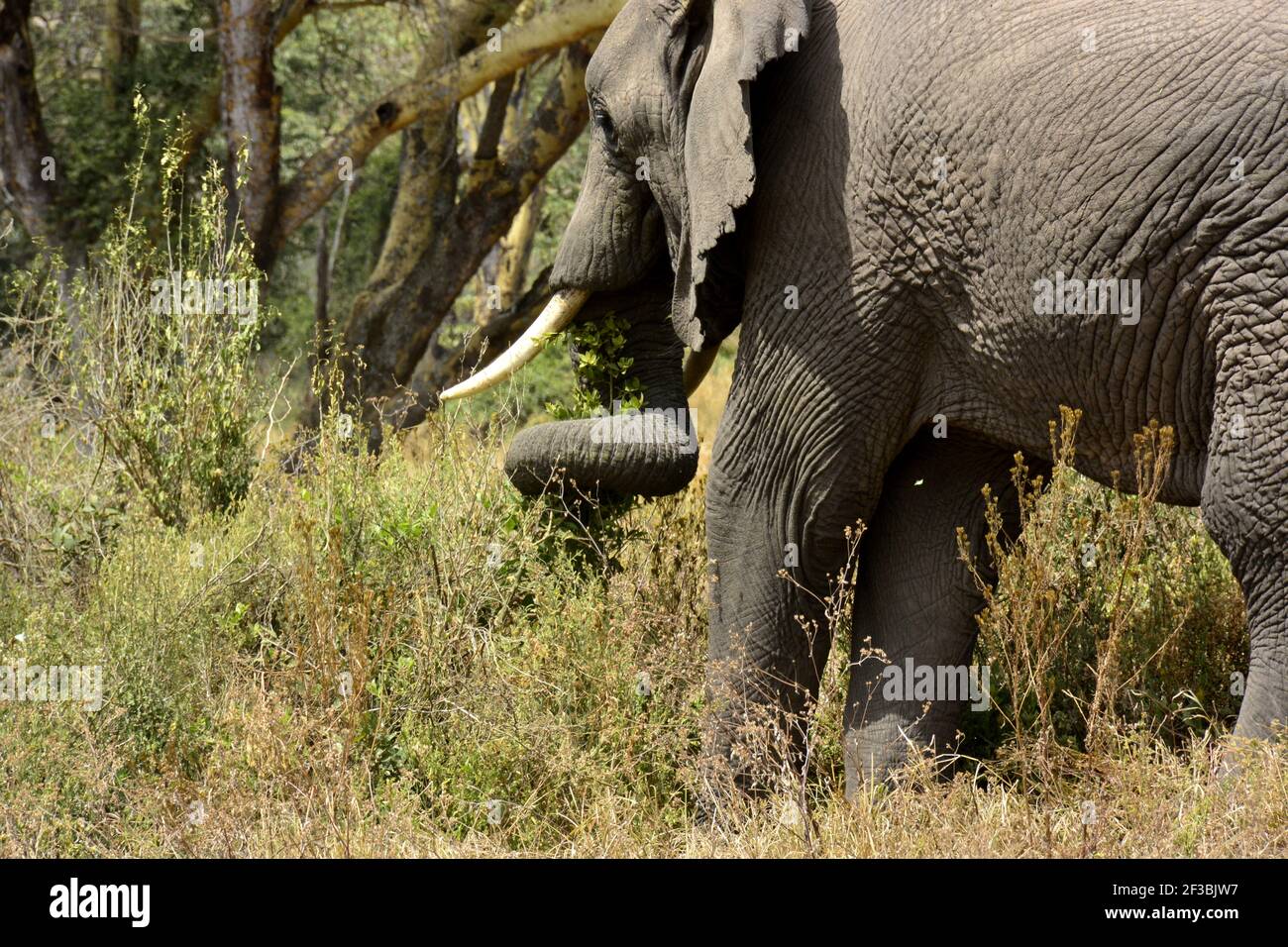 Elephant destroying tree with his trunk in the forest in the Ngorongoro ...