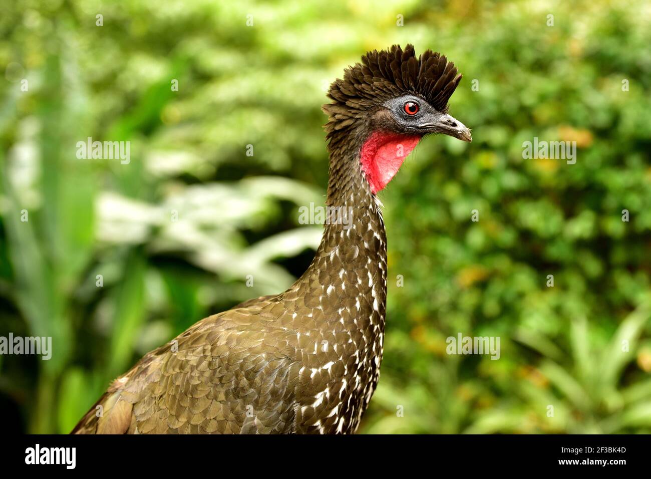 Crested Guan (Penelope purpurascens) in rainforest, Costa Rica Stock ...