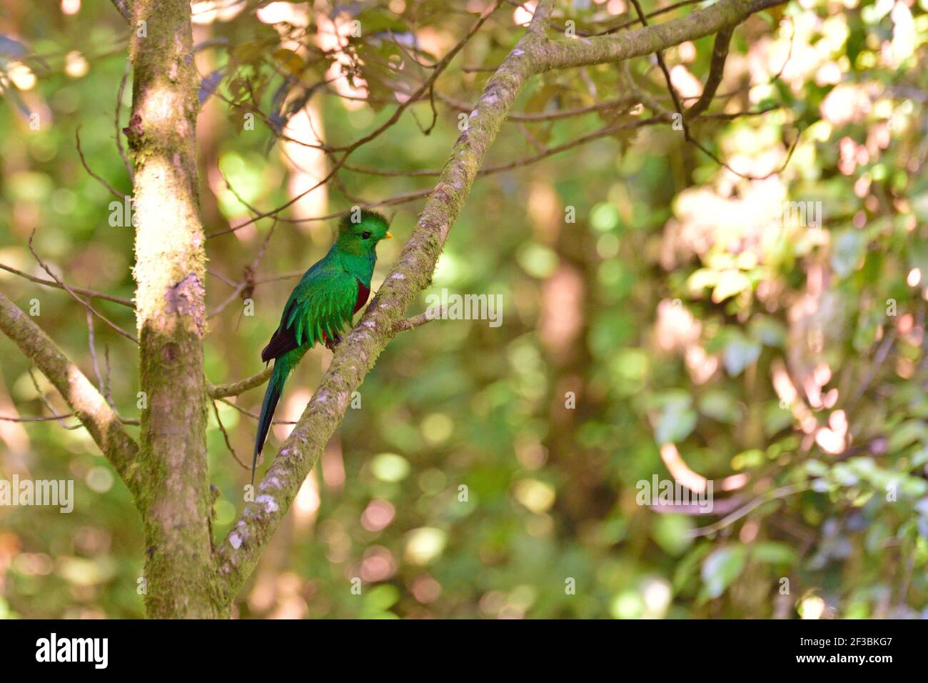 Resplendent forest hi-res stock photography and images - Alamy