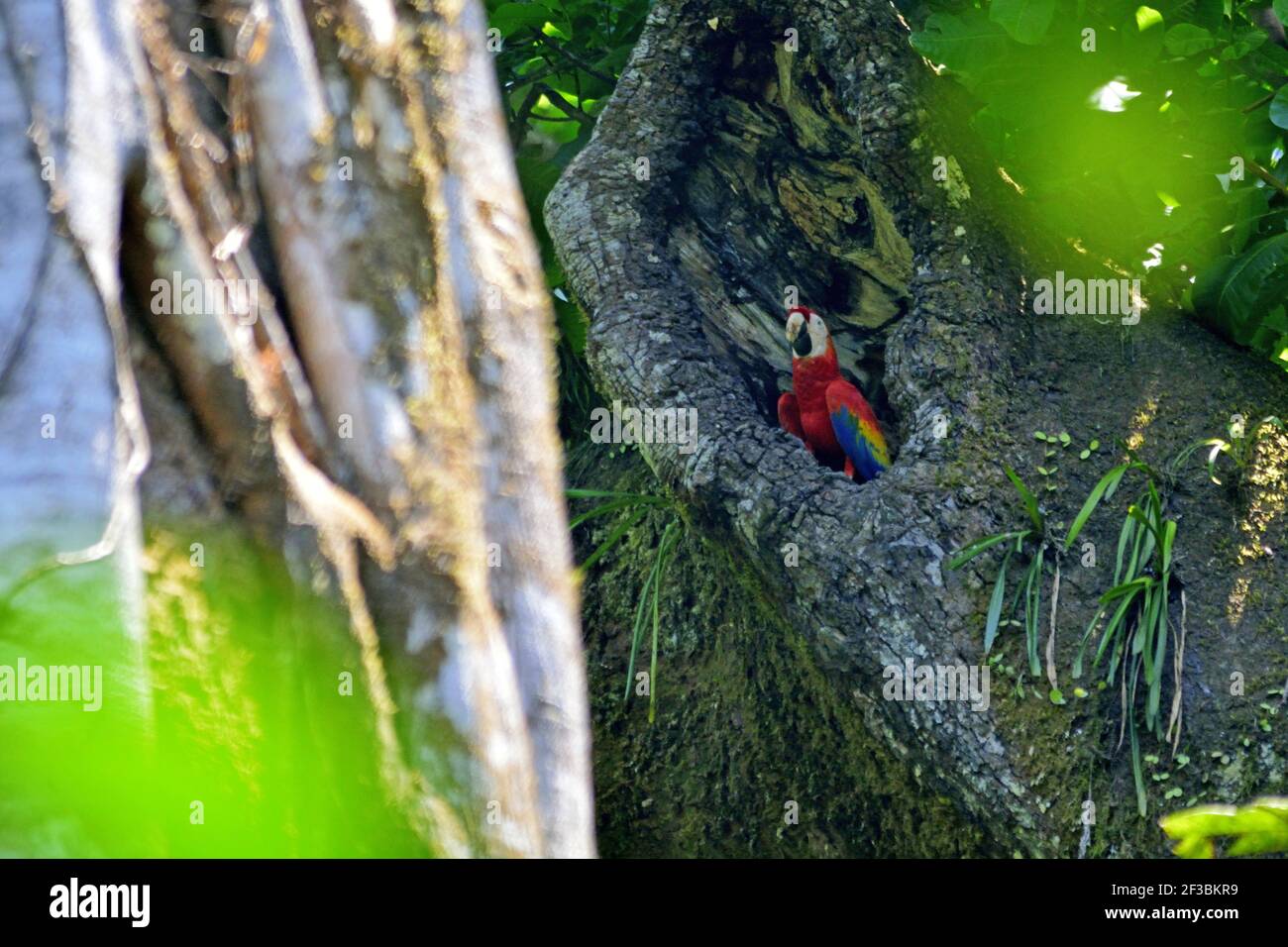 Scarlet macaw nest hi-res stock photography and images - Alamy