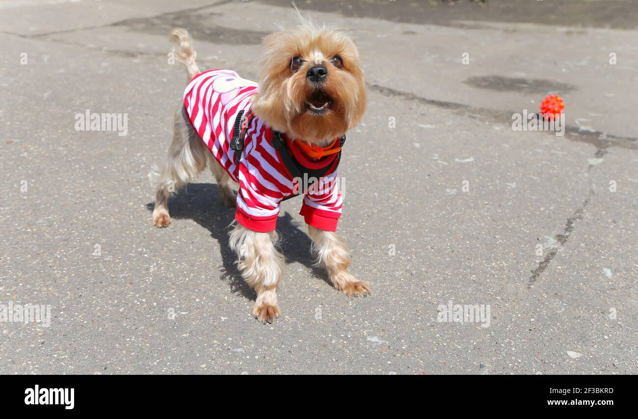 Scary yorkshire terrier hi-res stock photography and images - Alamy