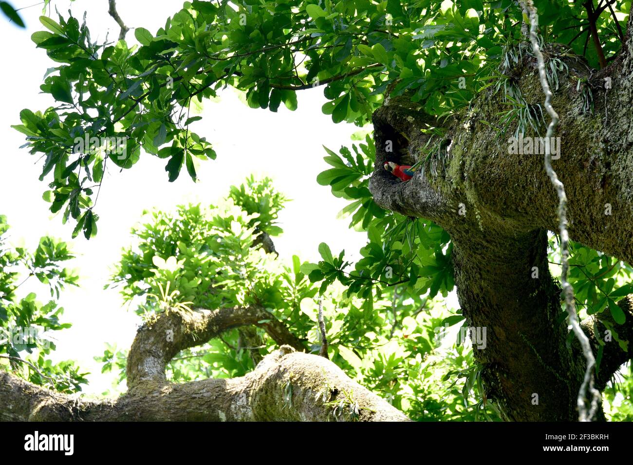 The scarlet macaw (Ara macao) looking from the nest in the tree in ...