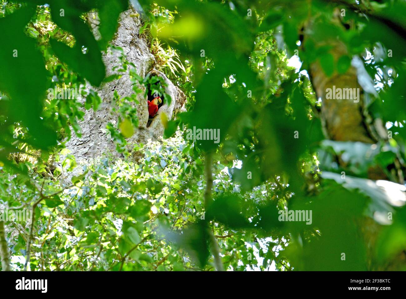 The scarlet macaw (Ara macao) looking from the nest in the tree in ...