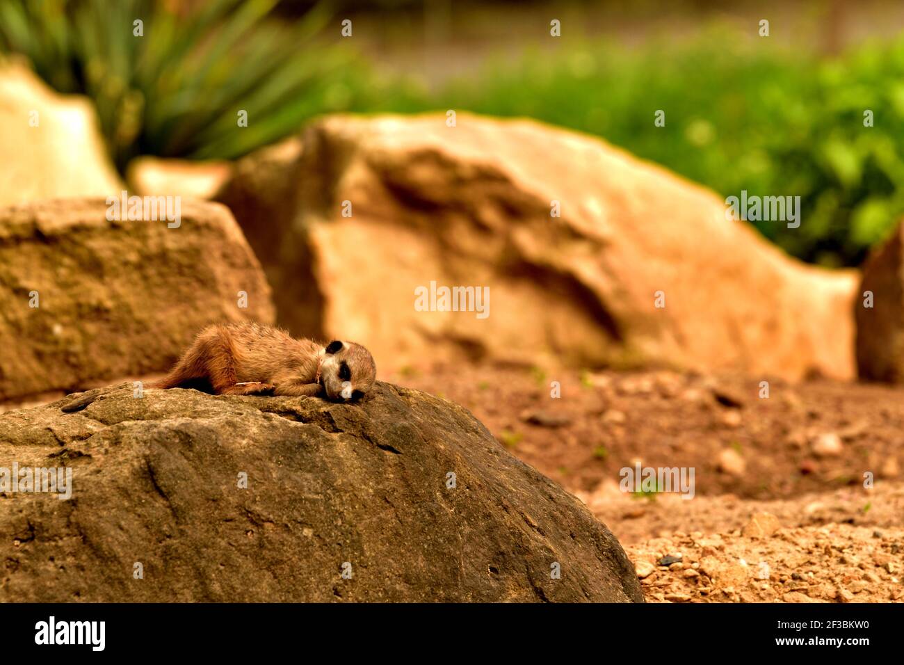 Sleeping meerkat hi-res stock photography and images - Alamy