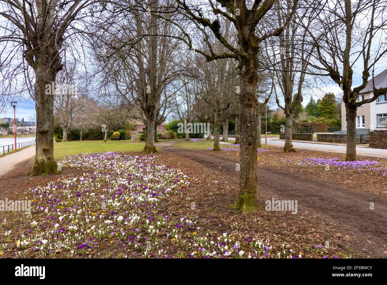 Crocuses under trees hi-res stock photography and images - Alamy