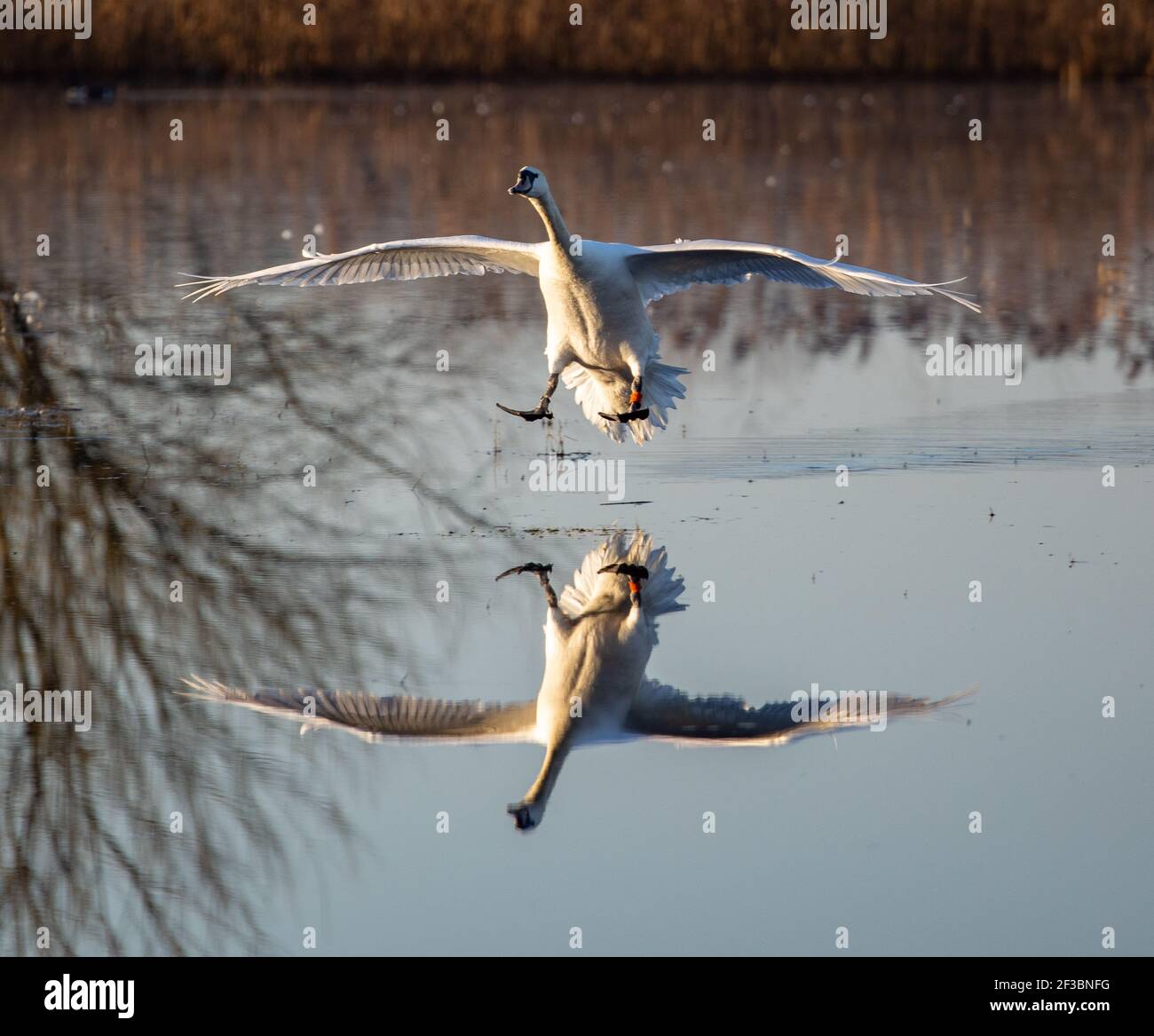 A closeup shot of a beautiful white swan flying over the lake Stock ...