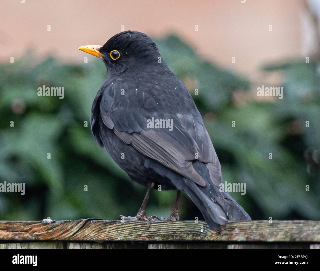 An old blackbird nest hi-res stock photography and images - Alamy
