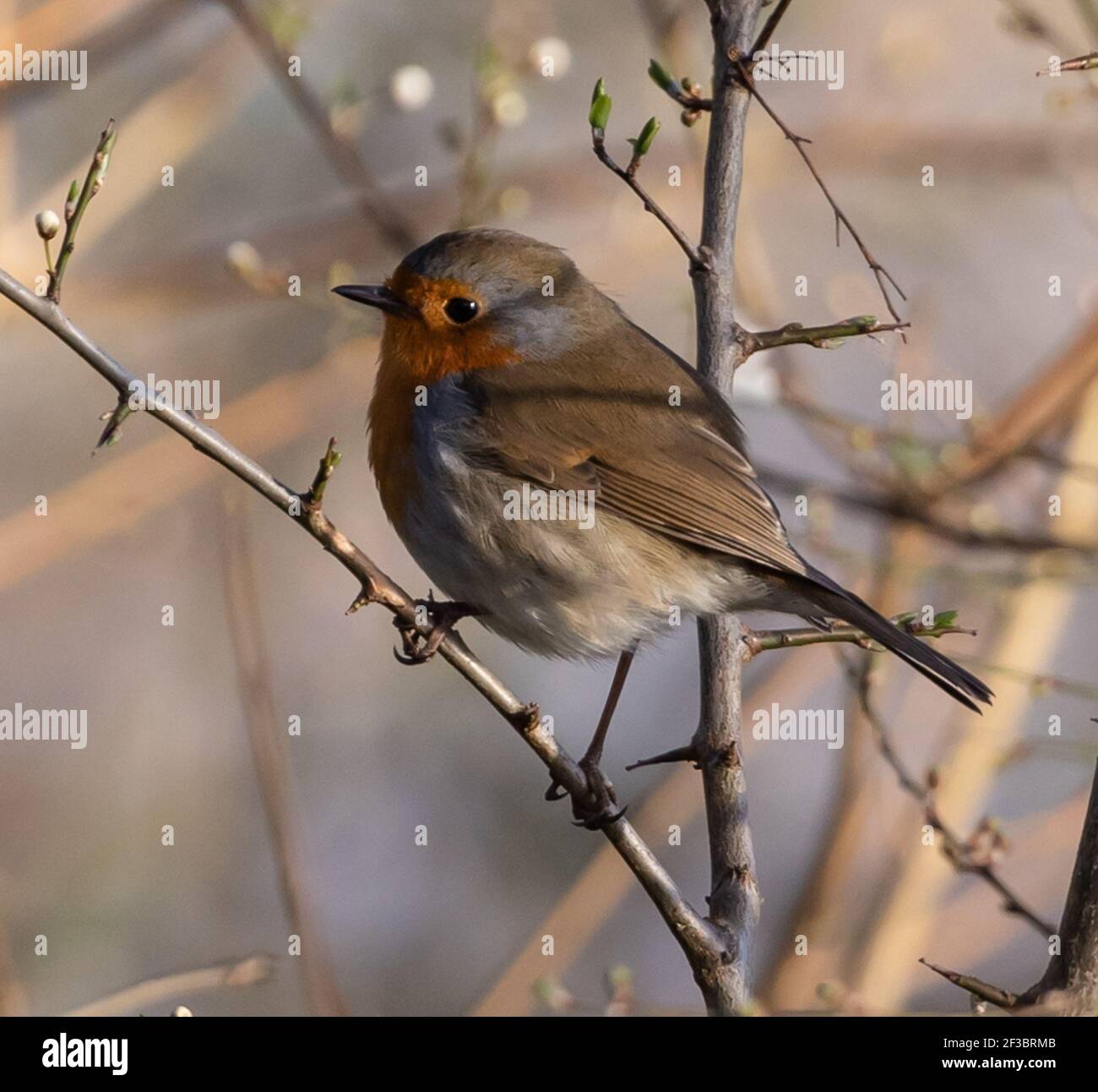 A closeup shot of a European Robin bird perching on a branch Stock ...