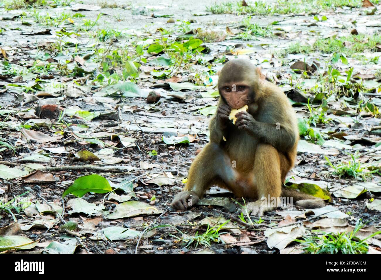 Monkey seating on ground looking for food Stock Photo - Alamy
