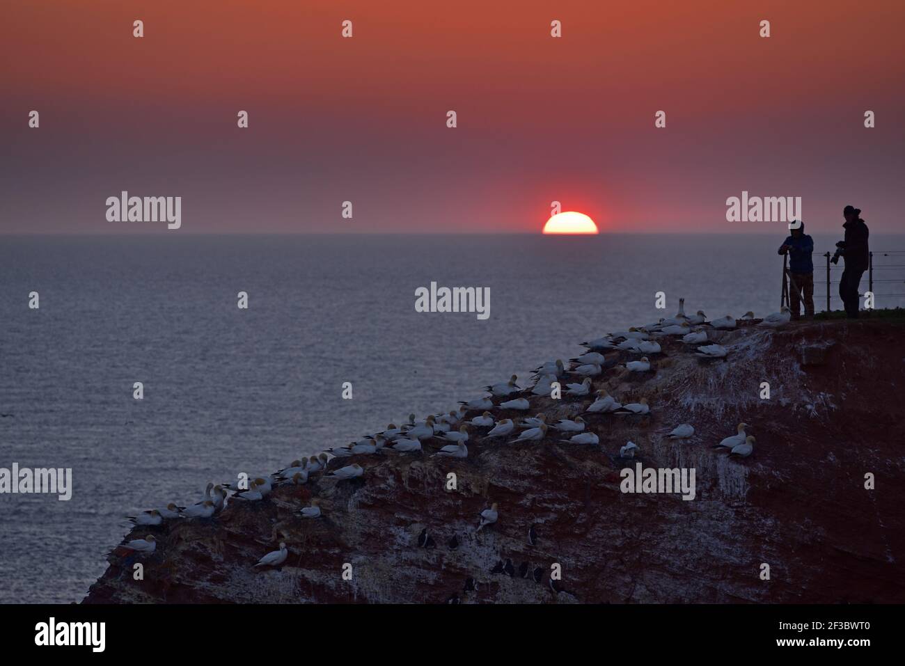Sunset with animal hi-res stock photography and images - Alamy