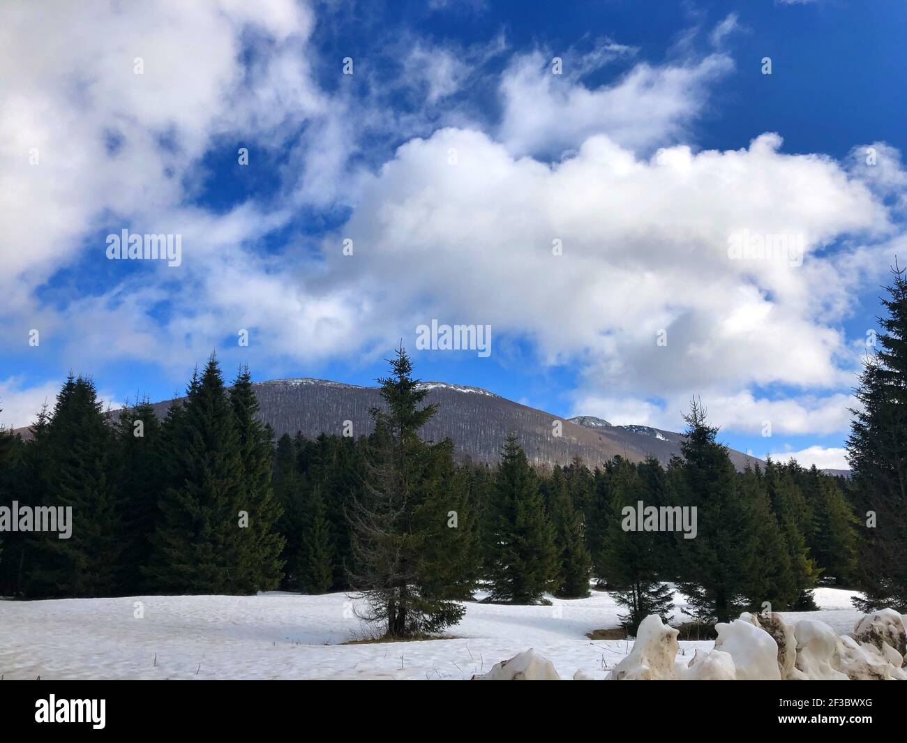 A closeup shot of a forest on the hill covered in snow Stock Photo - Alamy