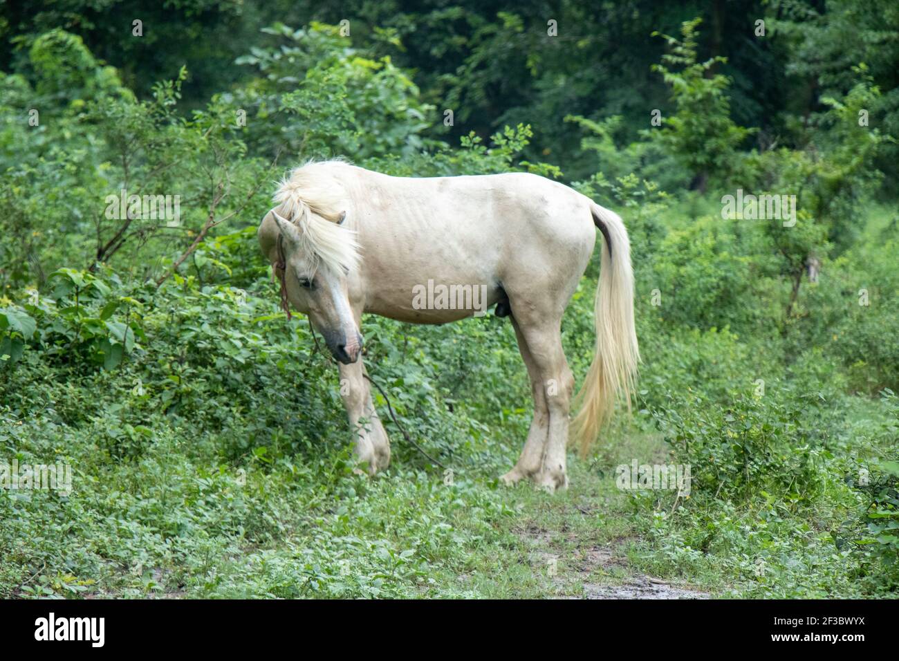 Fallen angel horse hi-res stock photography and images - Alamy