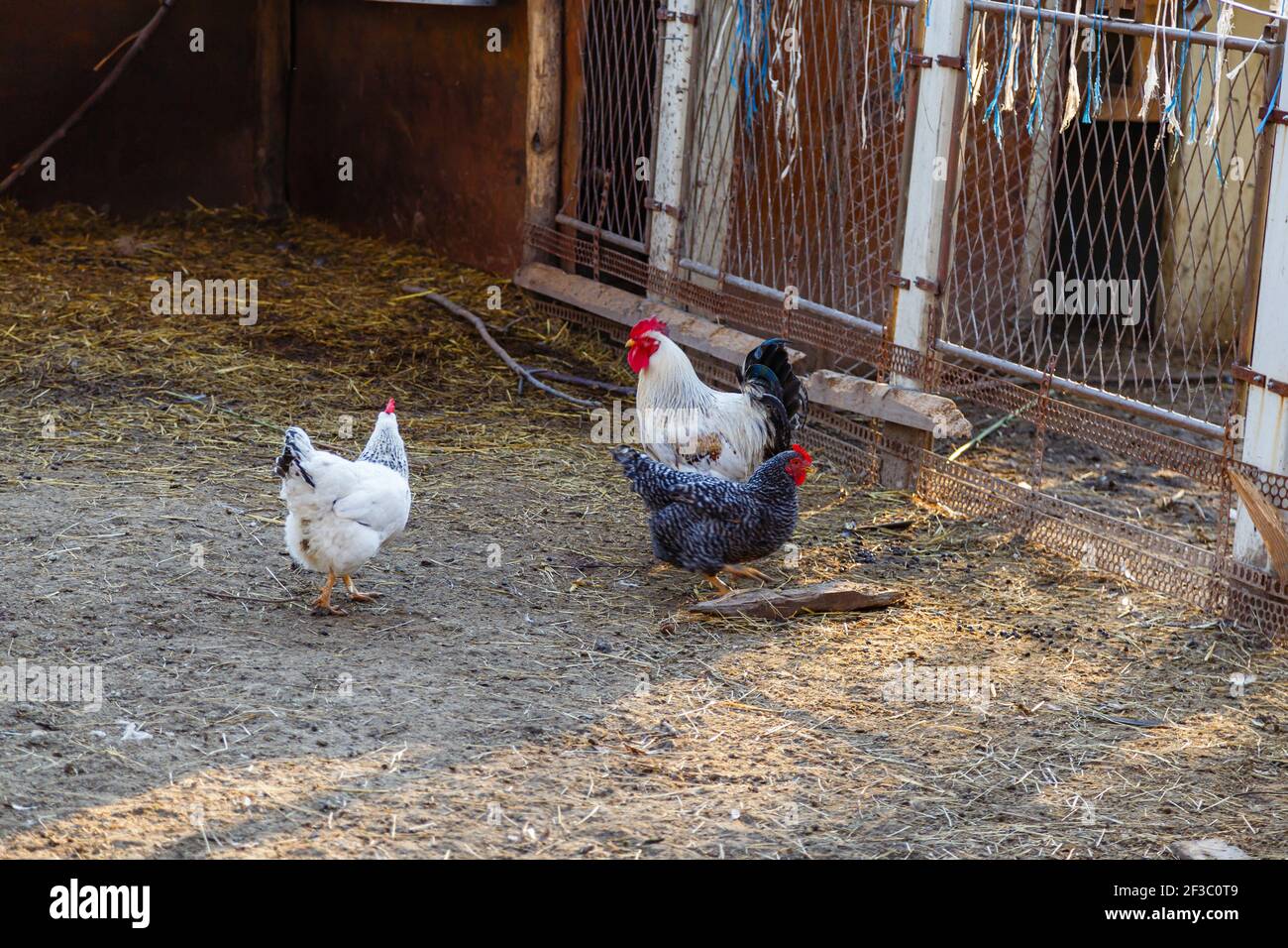 Two roosters birds hi-res stock photography and images - Alamy