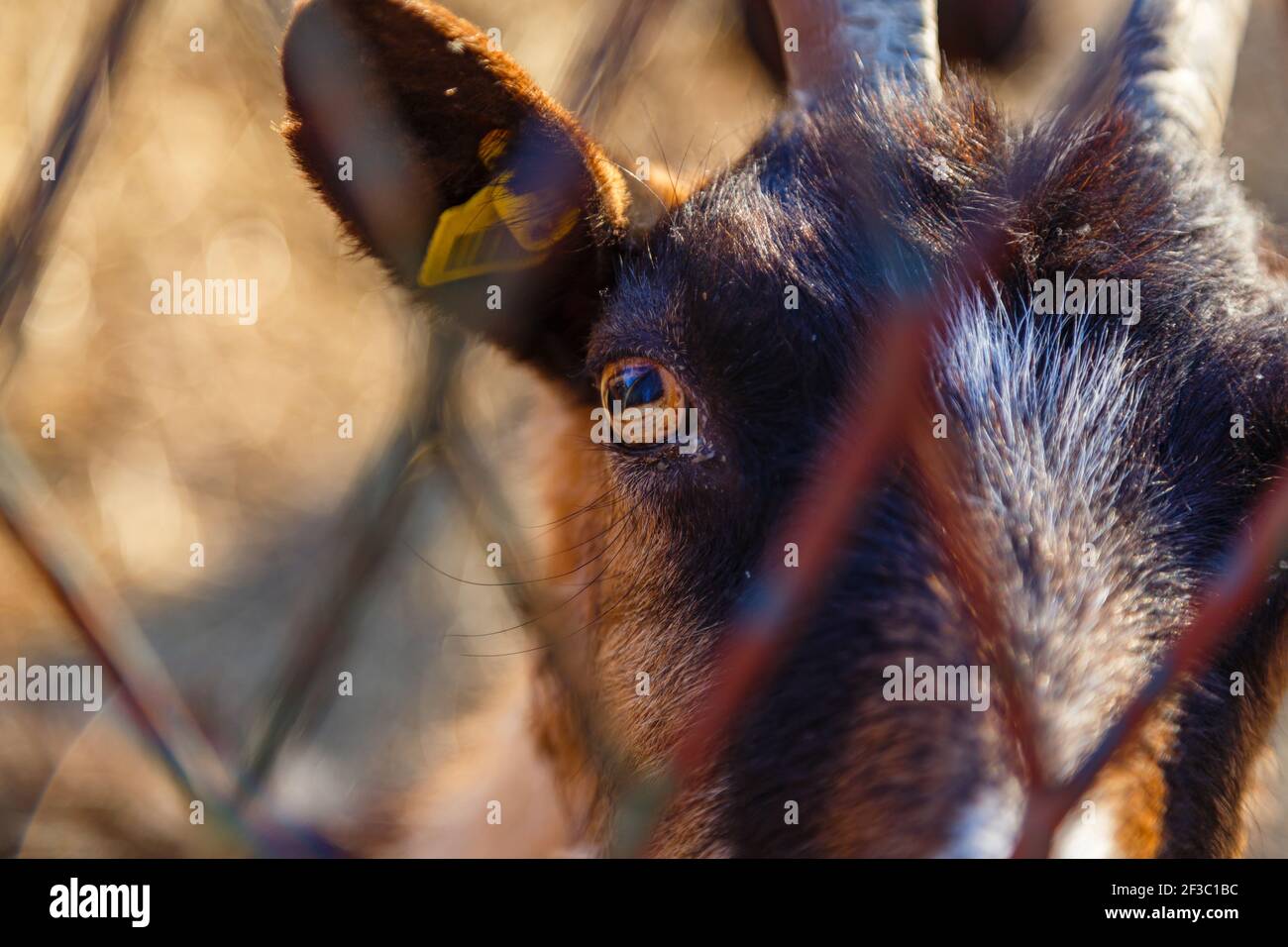 Eye behind a grid hi-res stock photography and images - Alamy