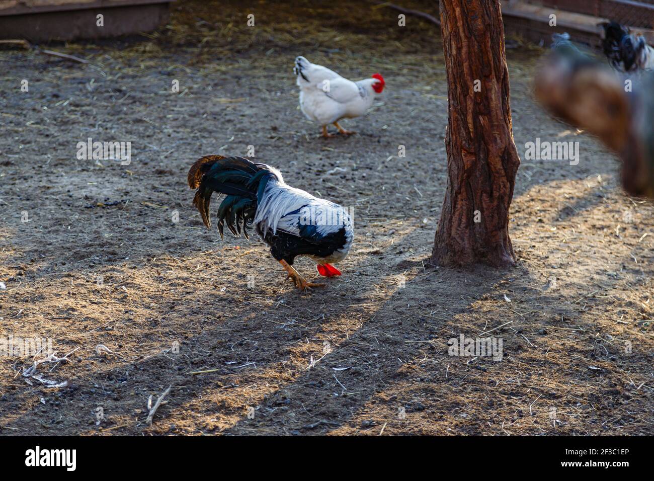 Roosters hen hi-res stock photography and images - Alamy