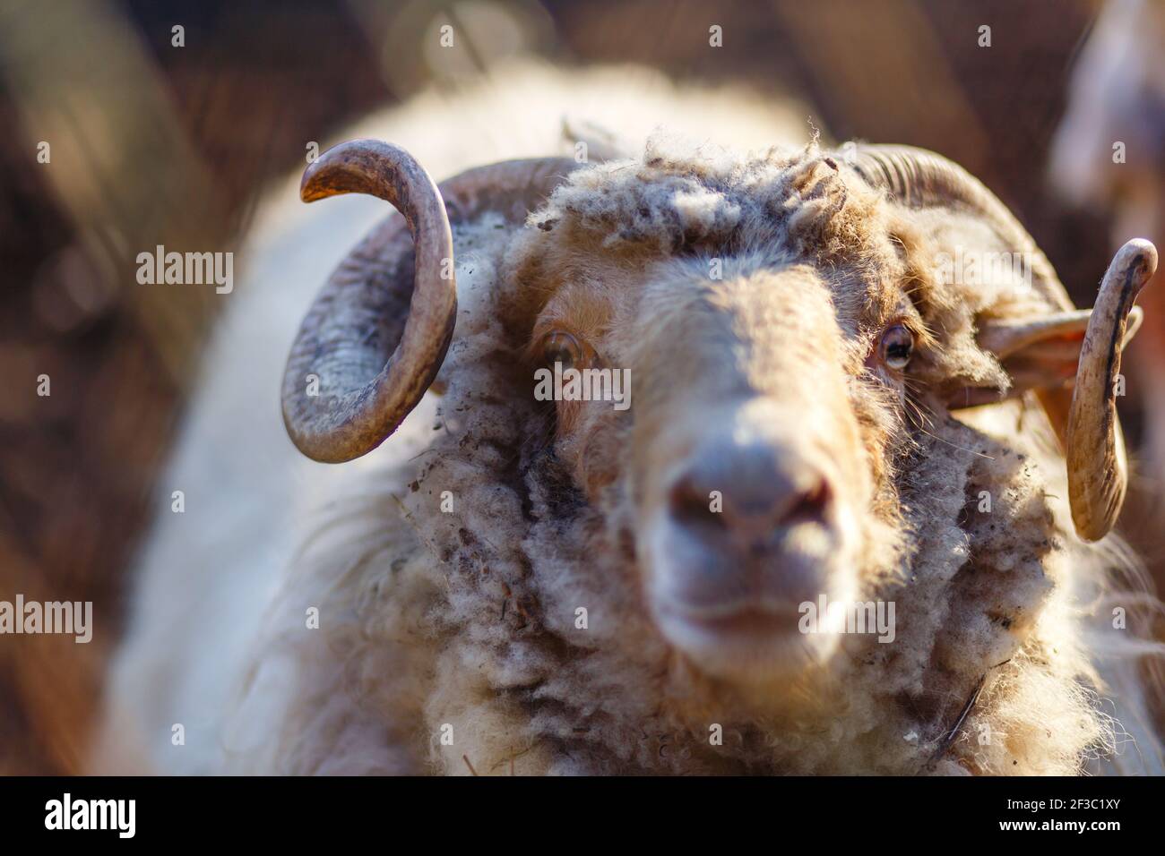 A portrait of a cute white sheep Stock Photo - Alamy