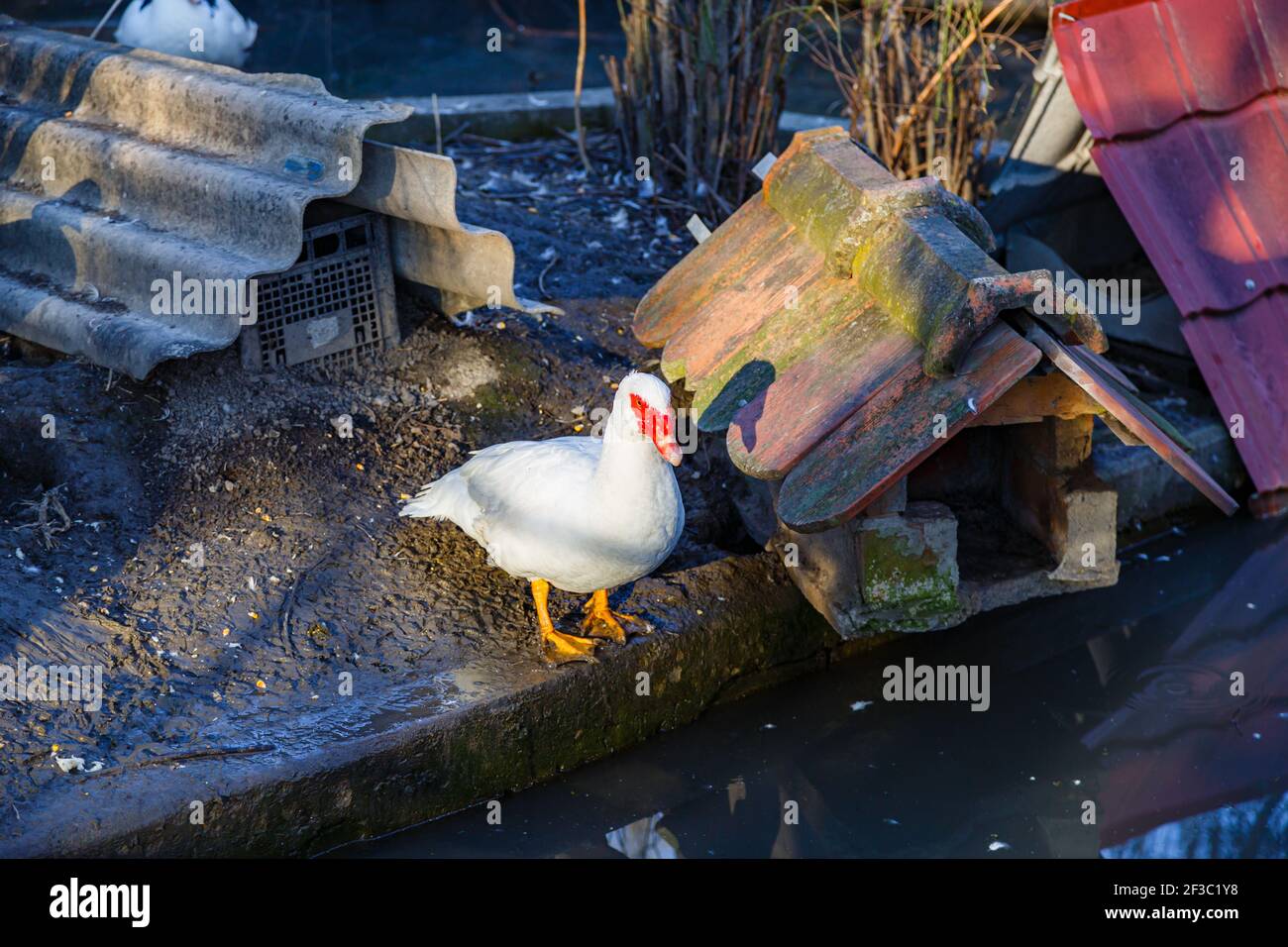A high angle shot of a white duck standing near its house near the pon ...