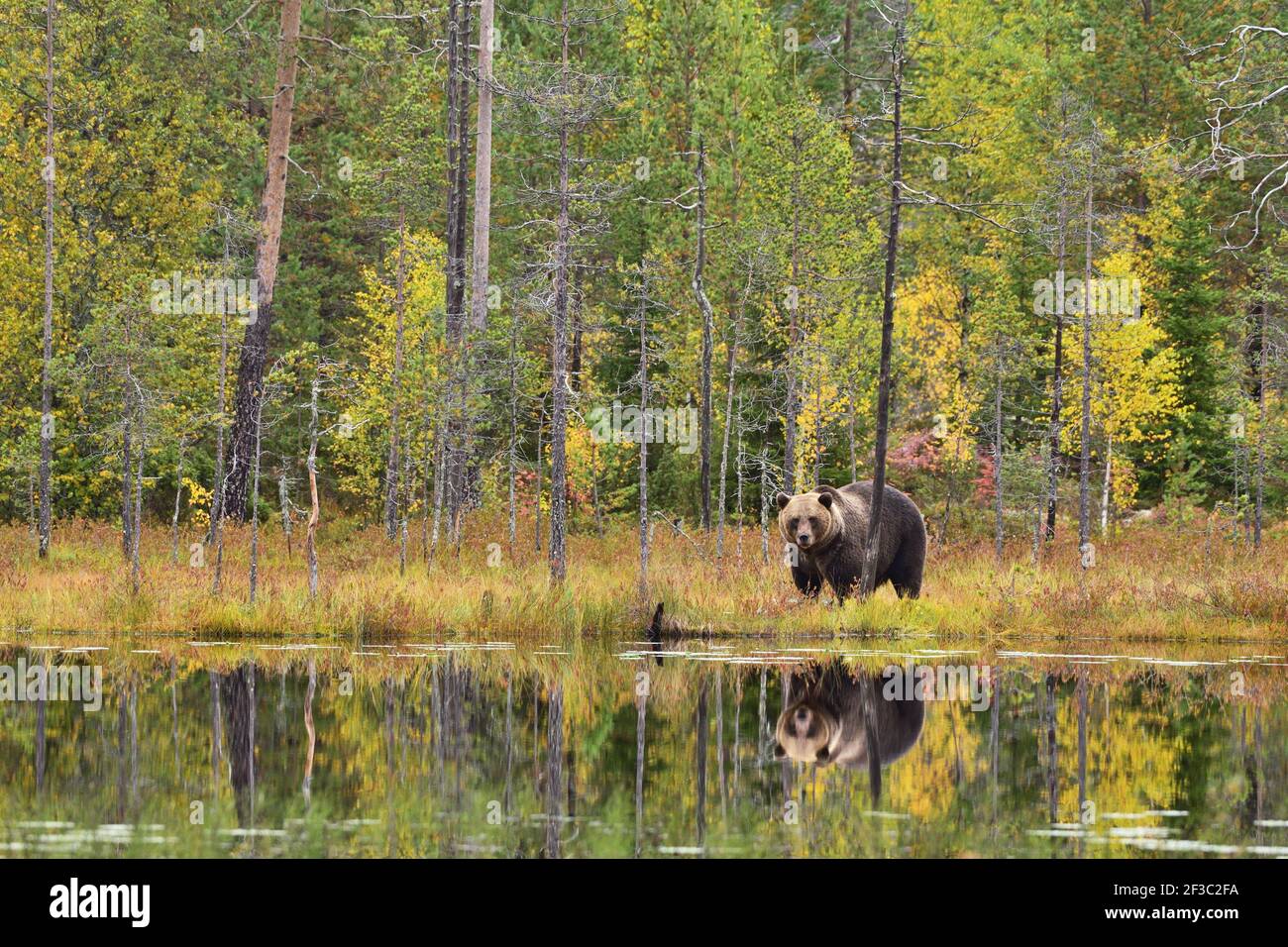 Scandinavia forest hi-res stock photography and images - Alamy