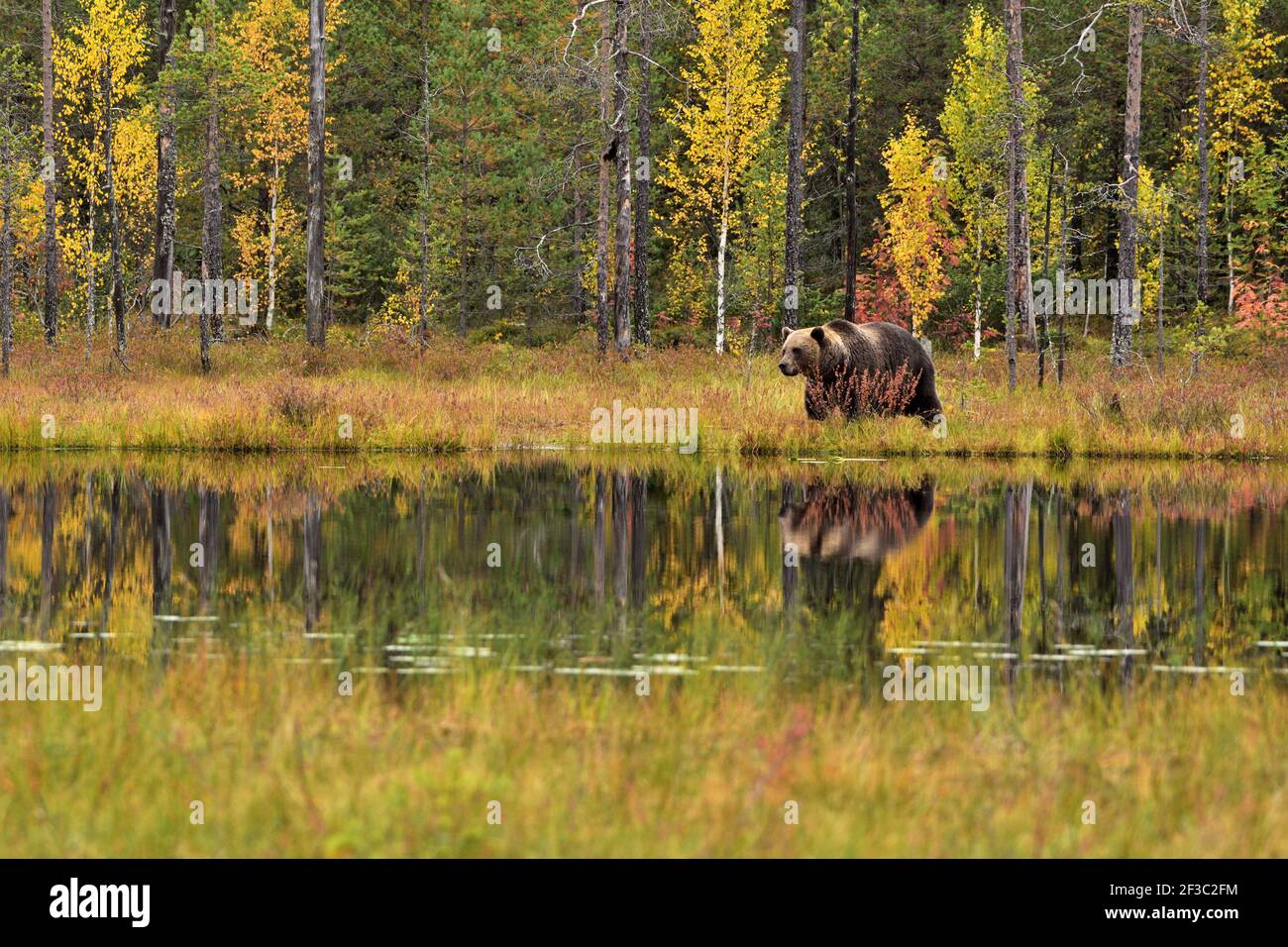 Scandinavia forest hi-res stock photography and images - Alamy