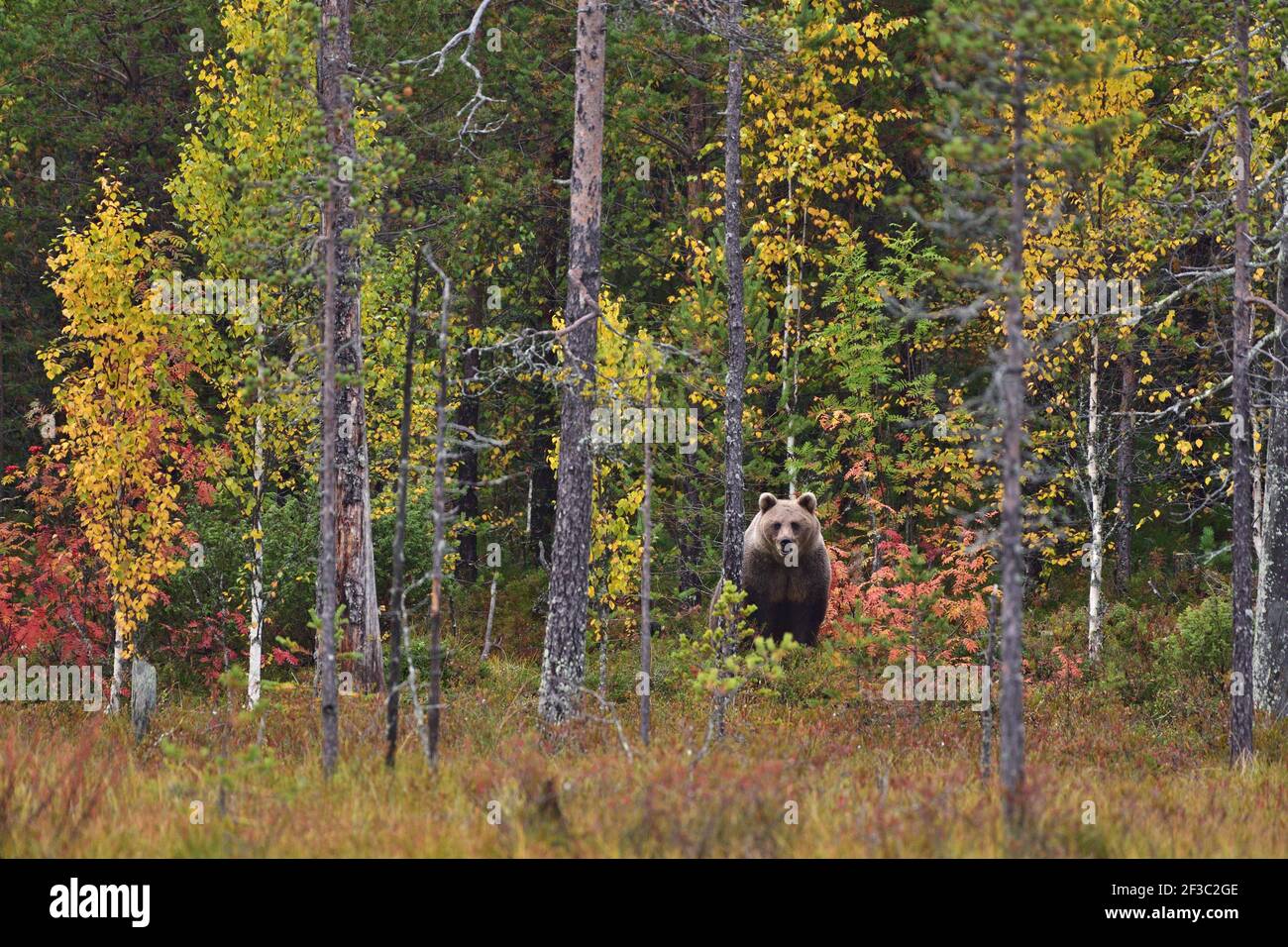 Scandinavia forest hi-res stock photography and images - Alamy