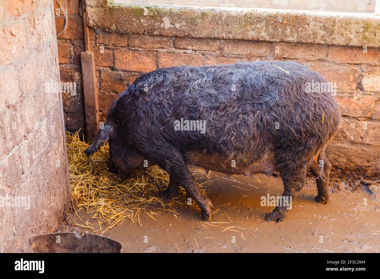 Big black pig hi-res stock photography and images - Alamy