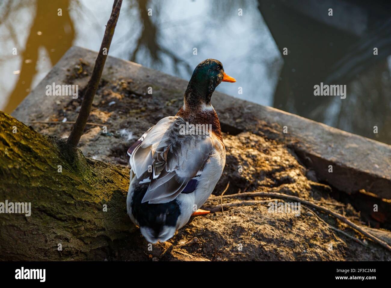 A duck standing under a tree at the edge of a river Stock Photo - Alamy