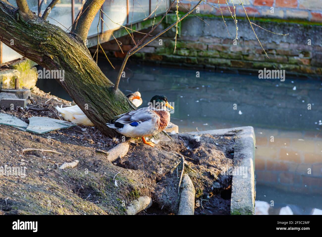 Duck under tree hi-res stock photography and images - Alamy