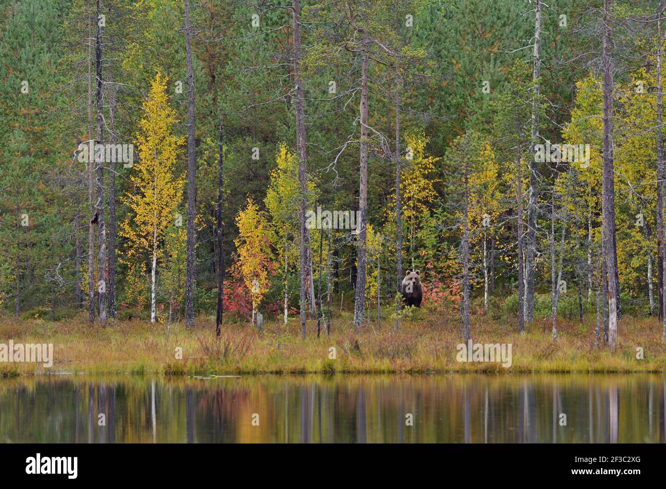 Scandinavia forest hi-res stock photography and images - Alamy
