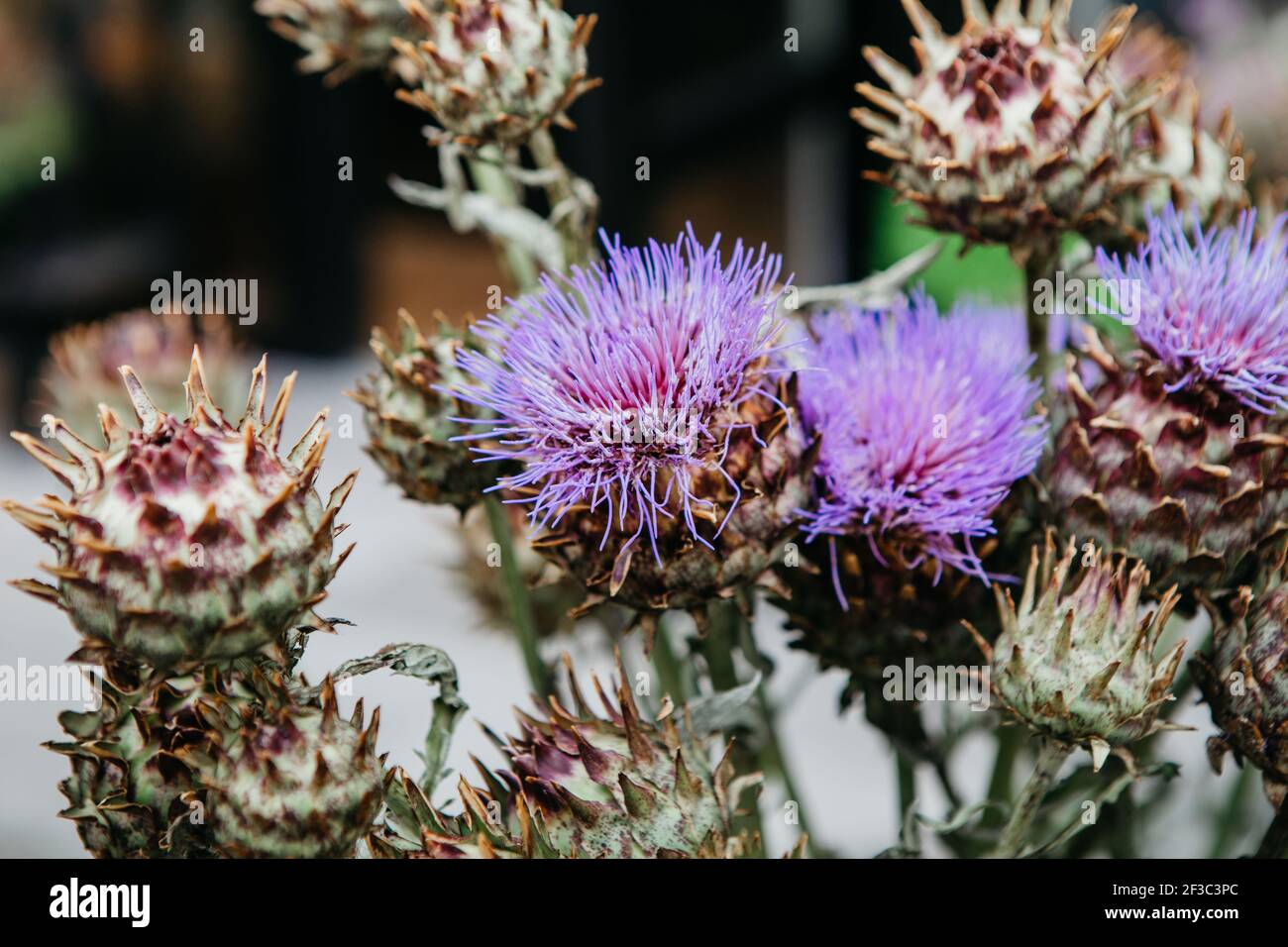 Spring colors and home delivery of flowers during COVID-19 pandemic ...