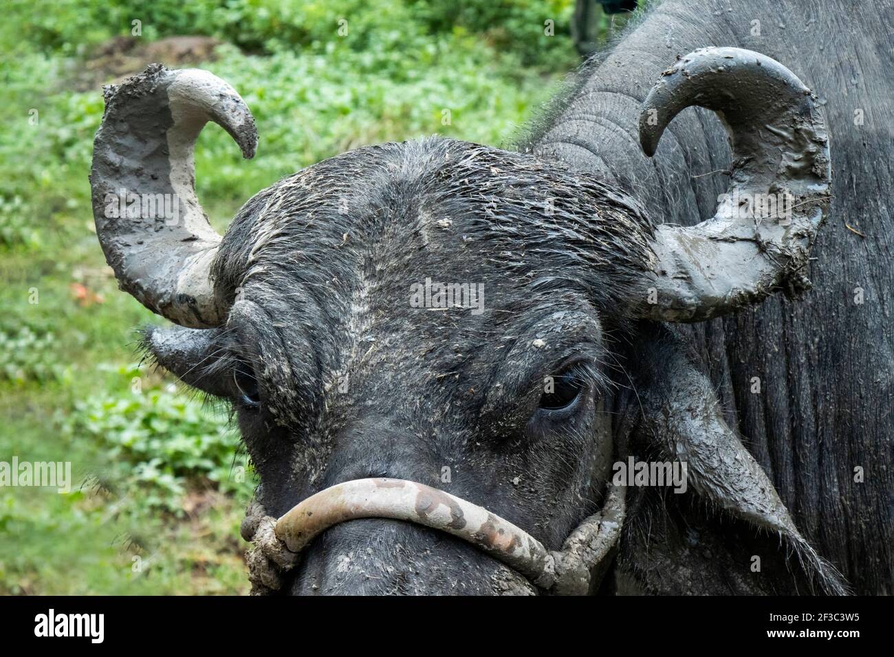 Rounded horns hi-res stock photography and images - Alamy